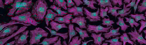 China’s cell therapy sector: a beacon of opportunity in 2024 ...